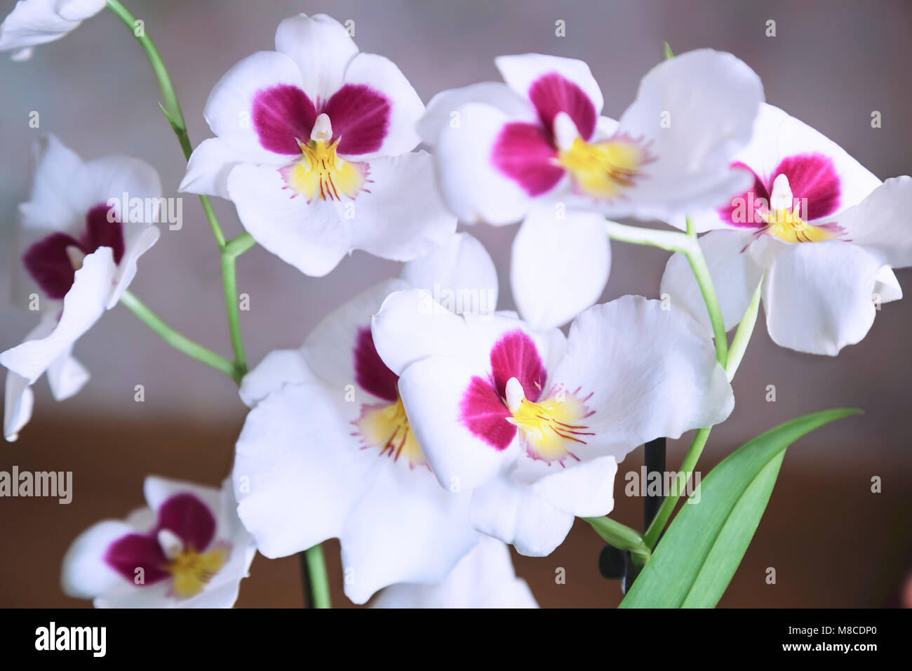 Large orchids hi-res stock photography and images - Alamy