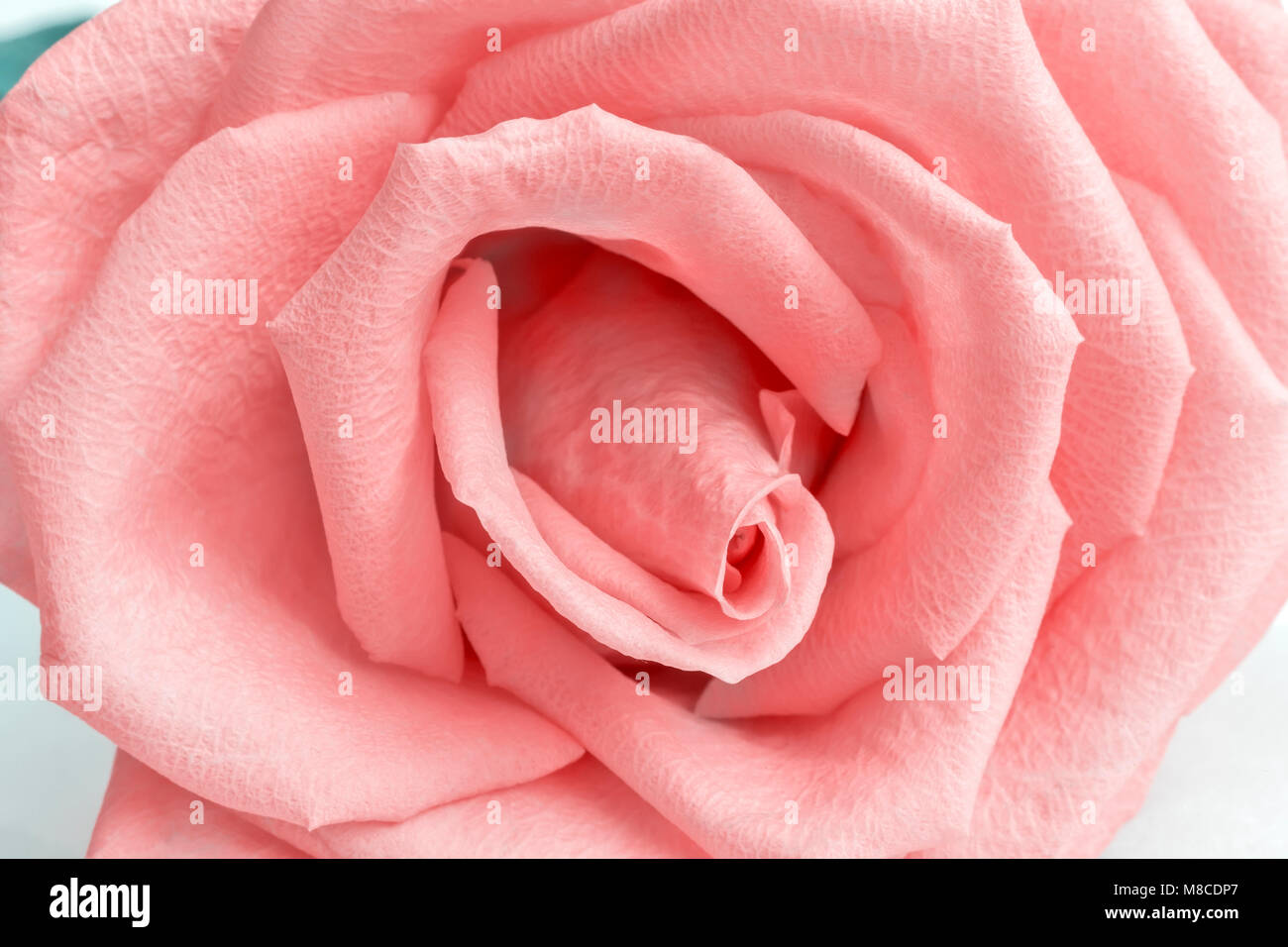 The most beautiful red rose . Closeup of the core of a rose Stock Photo ...