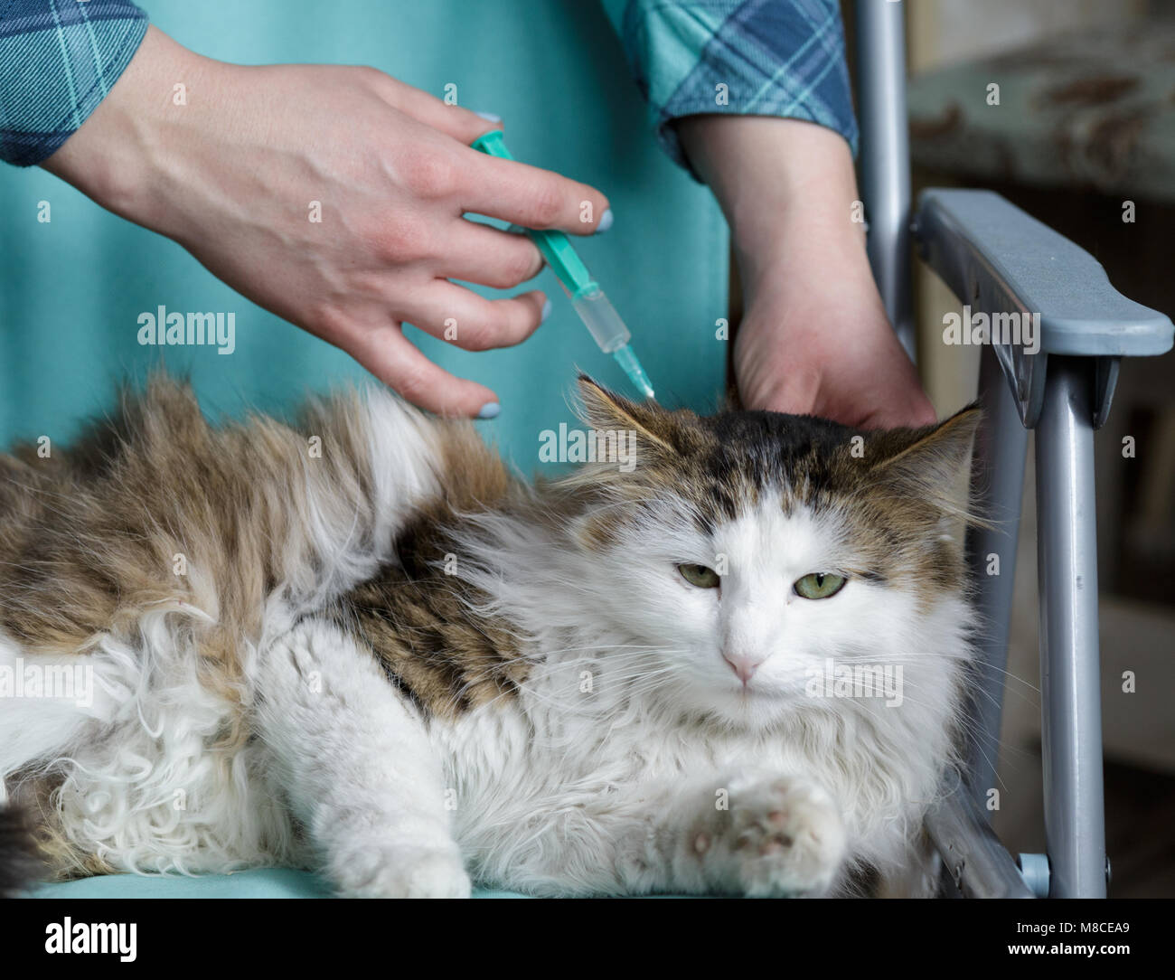 veterinary giving the vaccine to the young cat Stock Photo - Alamy