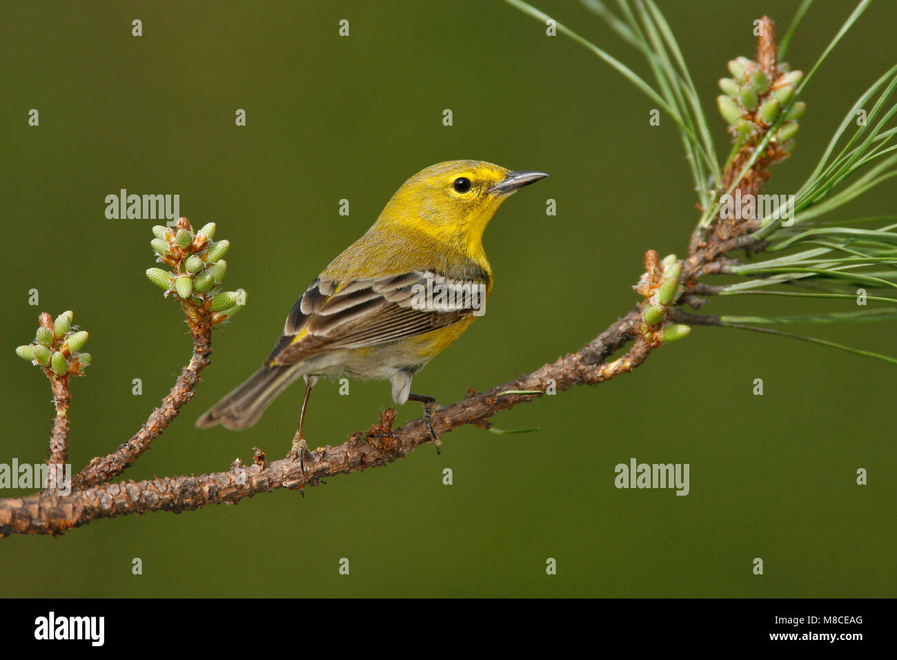 Adult male Harris Co., TX February 2007 Stock Photo - Alamy