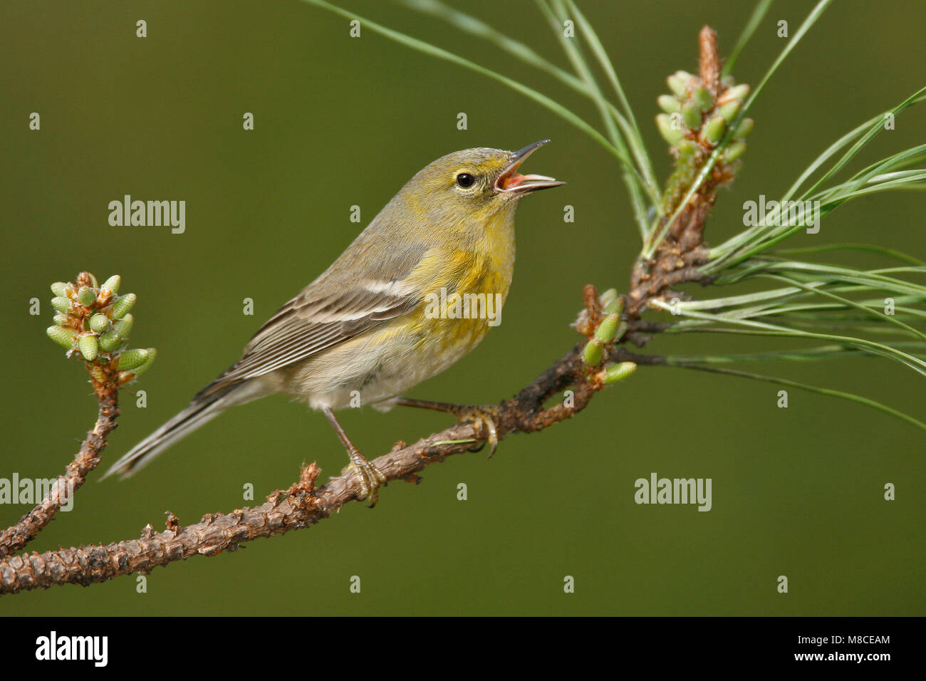 Male Harris Co., TX February 2007 Stock Photo - Alamy