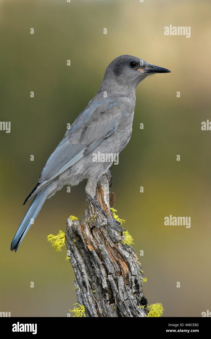 Juvenile jay hi-res stock photography and images - Alamy