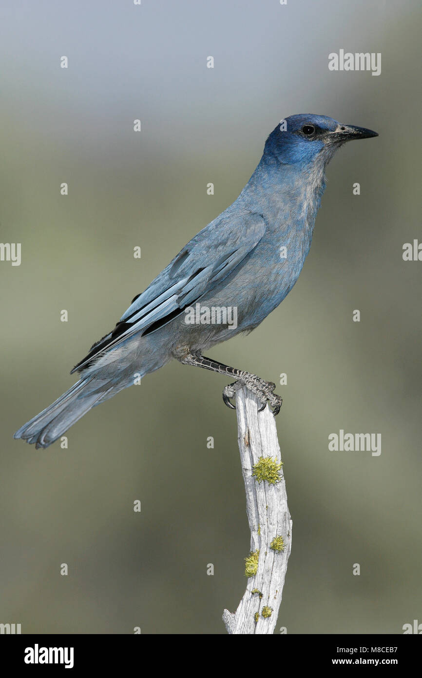Pinyon Jay High Resolution Stock Photography and Images - Alamy