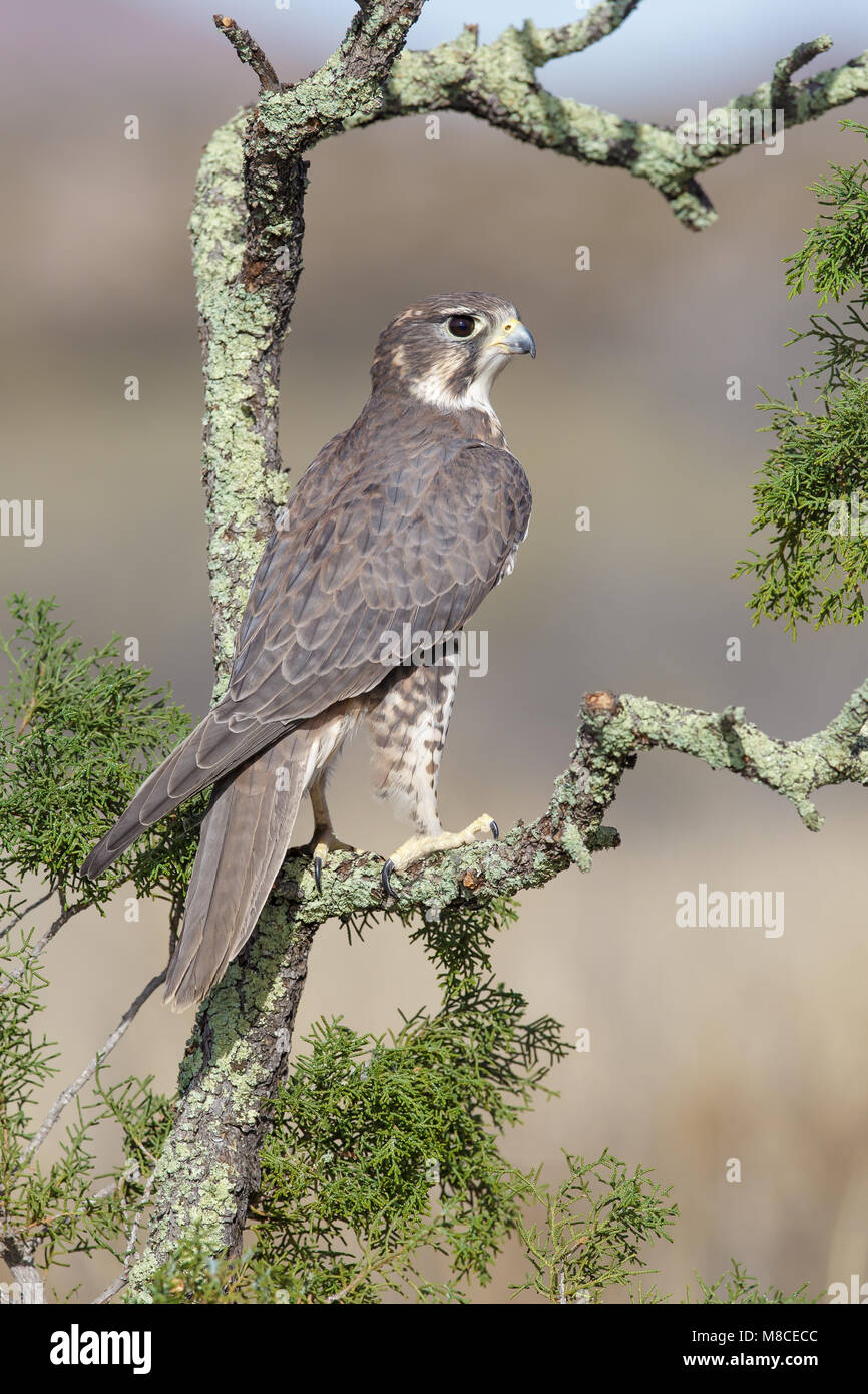 Prairie falcon hi-res stock photography and images - Alamy