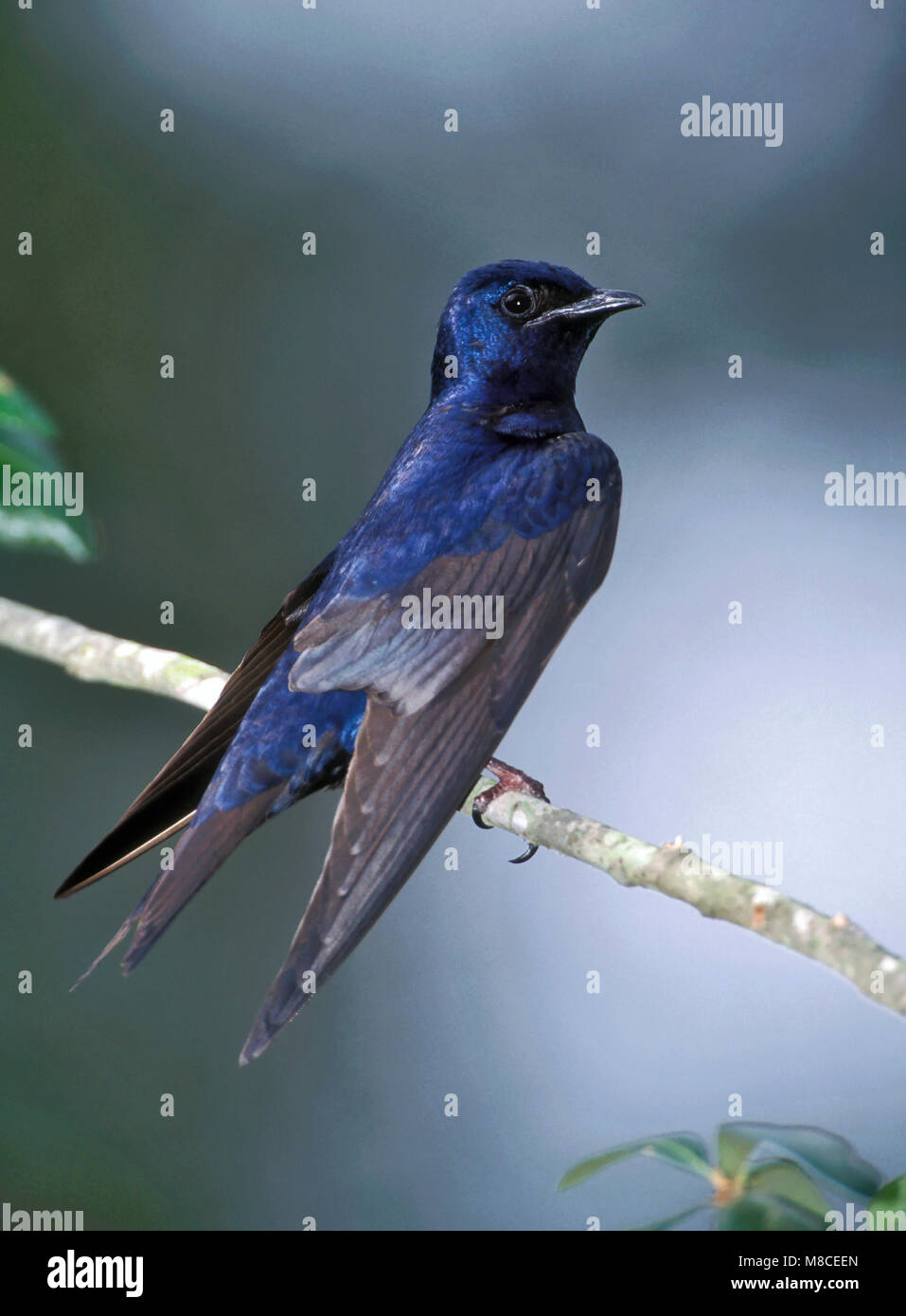 Purple martin bird hi-res stock photography and images - Alamy