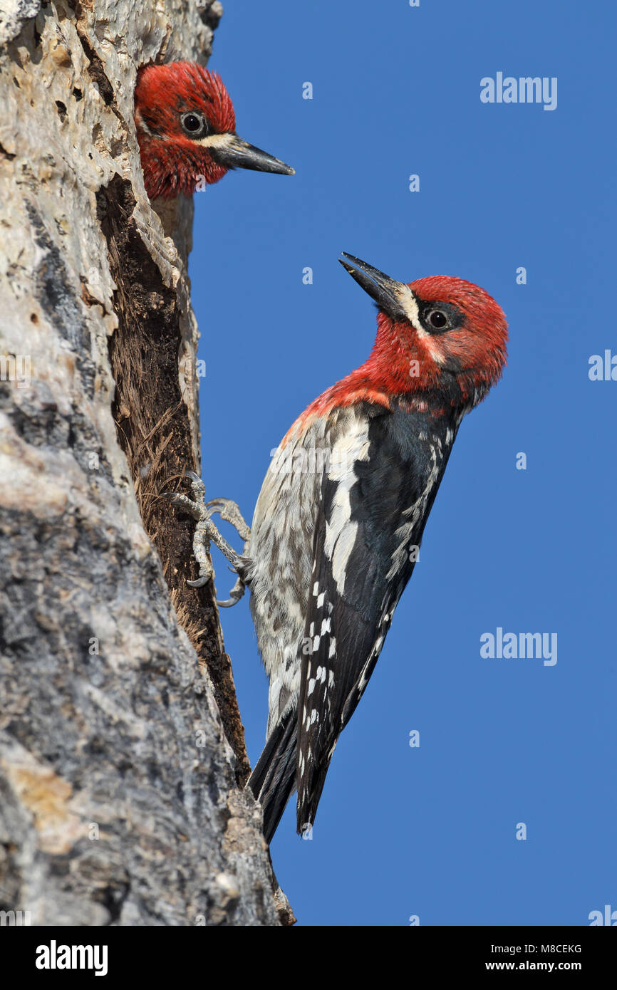 Adults Mono Co., CA June 2011 Stock Photo - Alamy