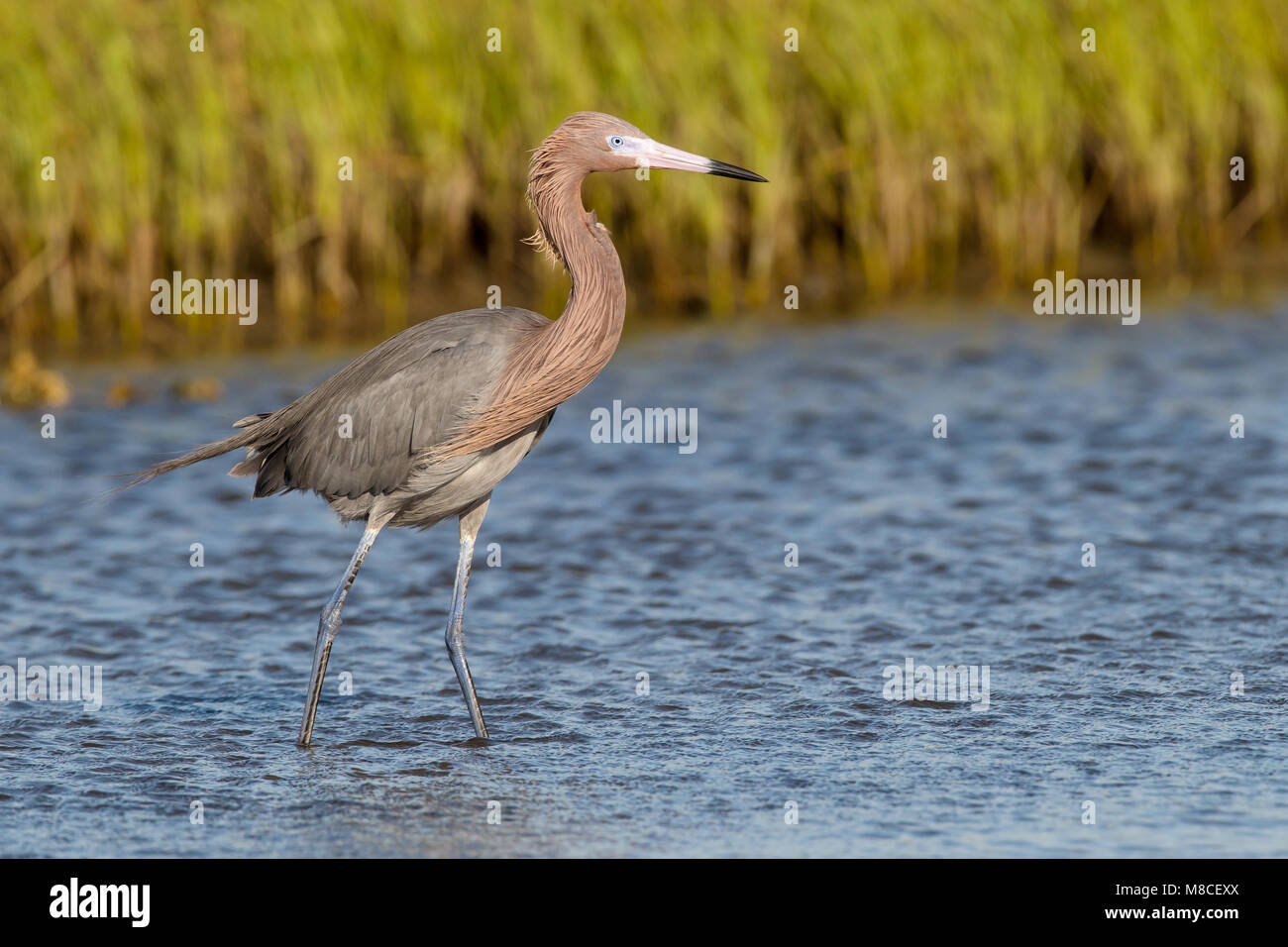Adult dark morph hi-res stock photography and images - Alamy