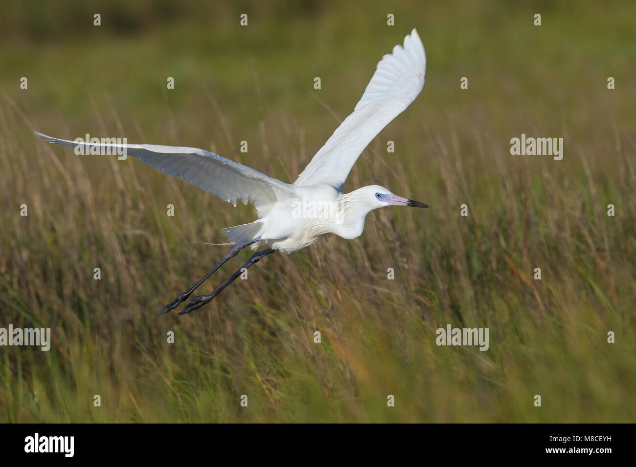 Adult white morph hi-res stock photography and images - Alamy
