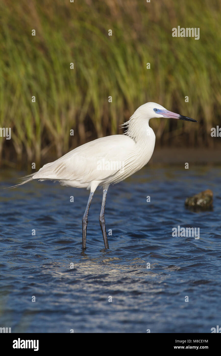 Breeding morph hi-res stock photography and images - Alamy
