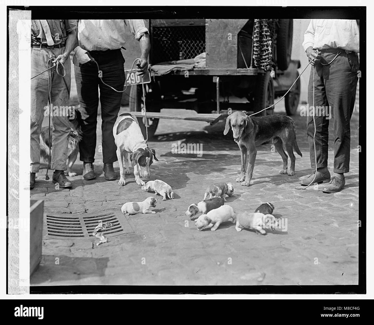 Photograph of dog catchers, showcasing the workers who managed stray ...