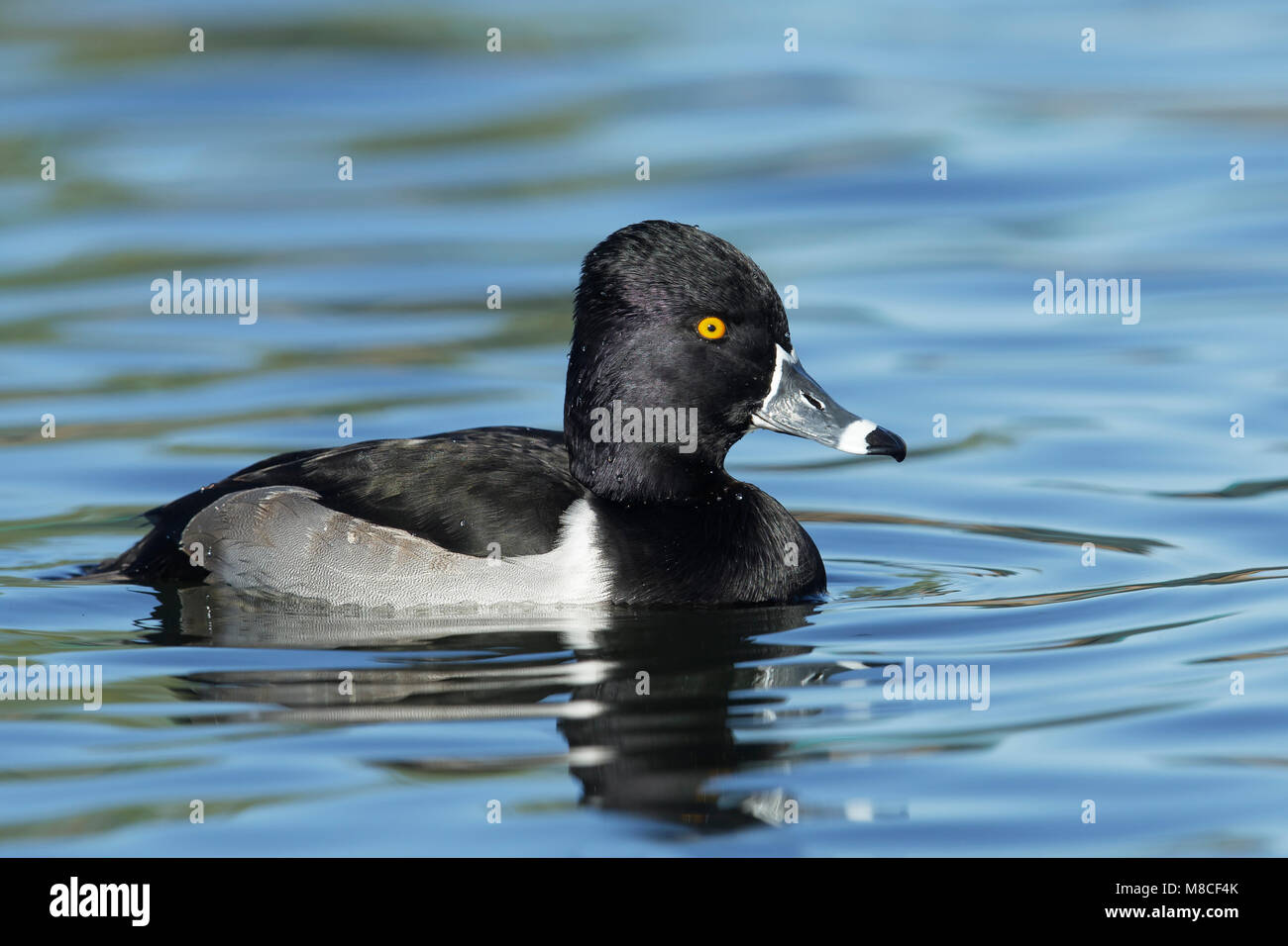 Ring necked duck aythya collaris adult male hi-res stock photography ...