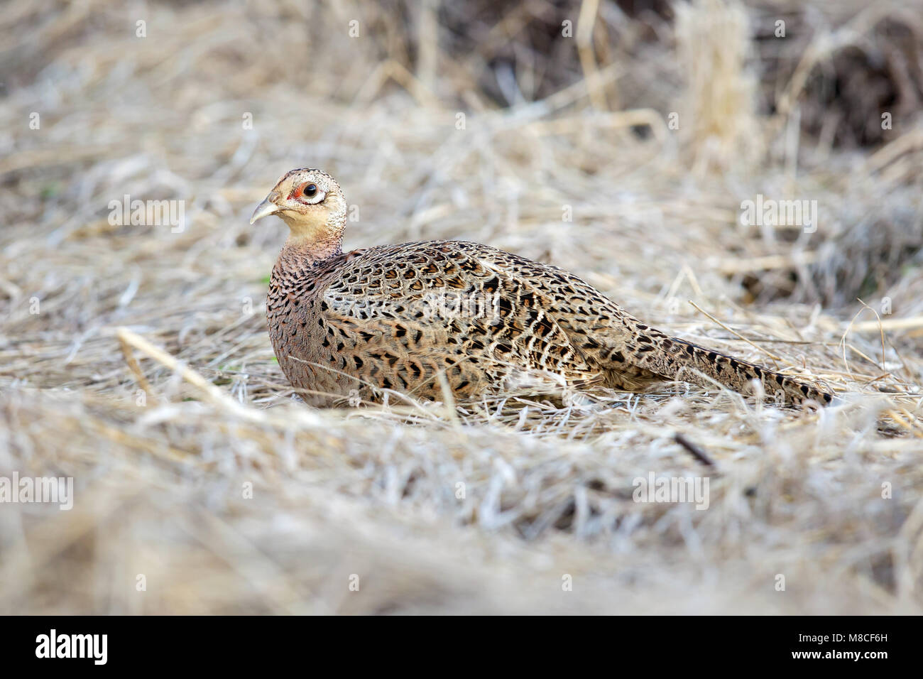 Adult female pheasant hi-res stock photography and images - Alamy