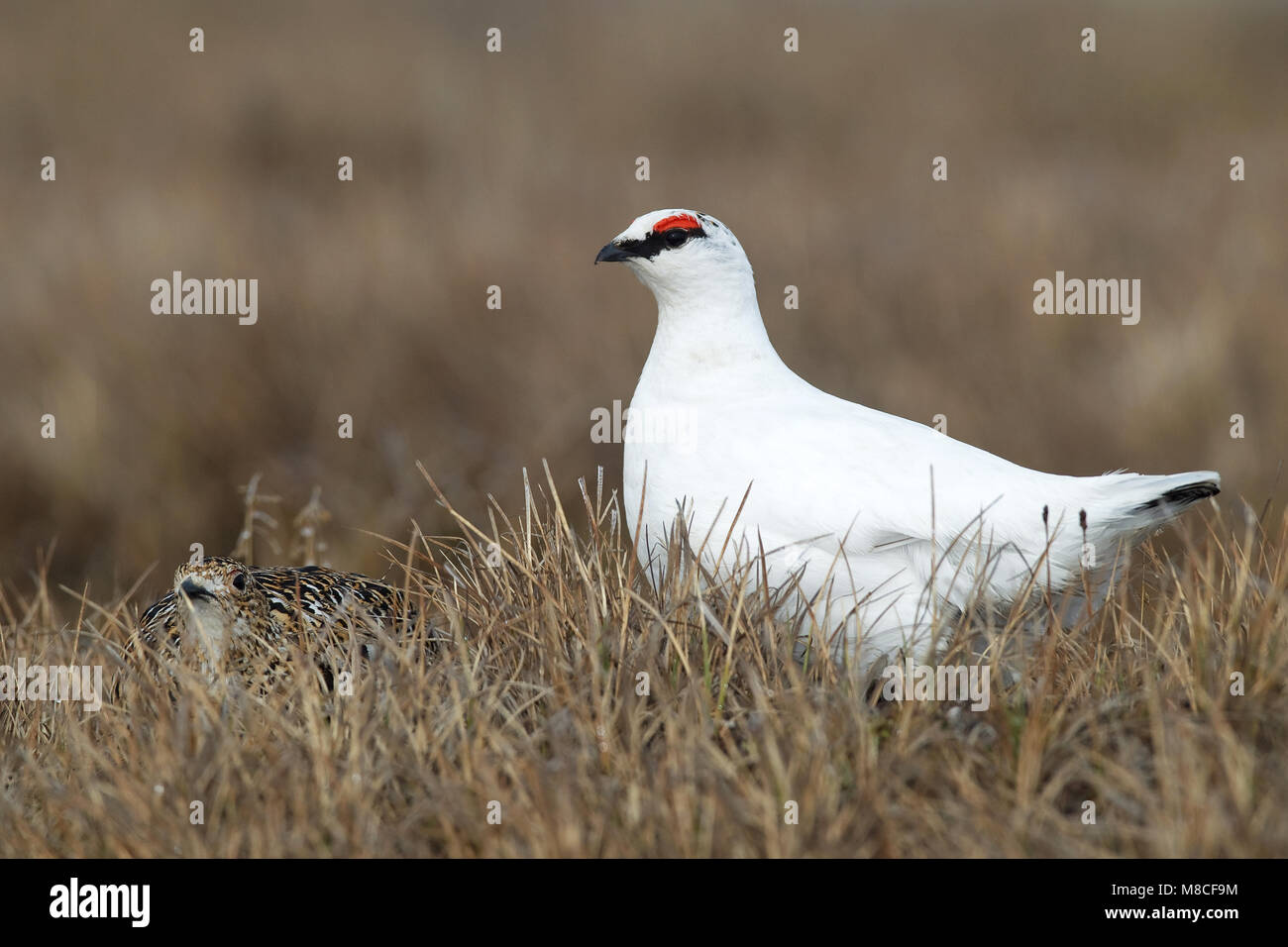 Adult male and female Barrow, AK June 2010 Stock Photo - Alamy