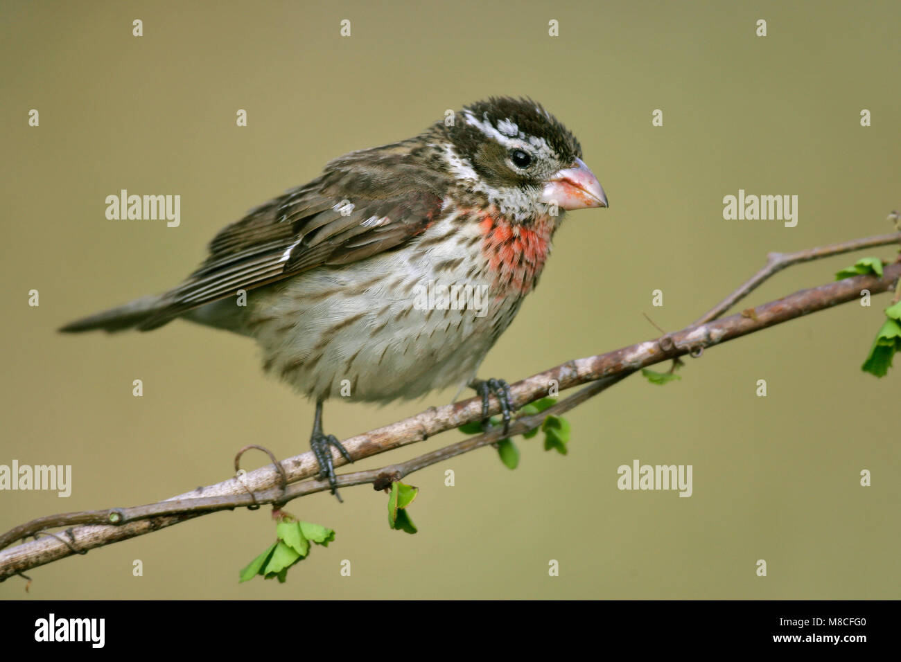 Brian rose hi-res stock photography and images - Alamy