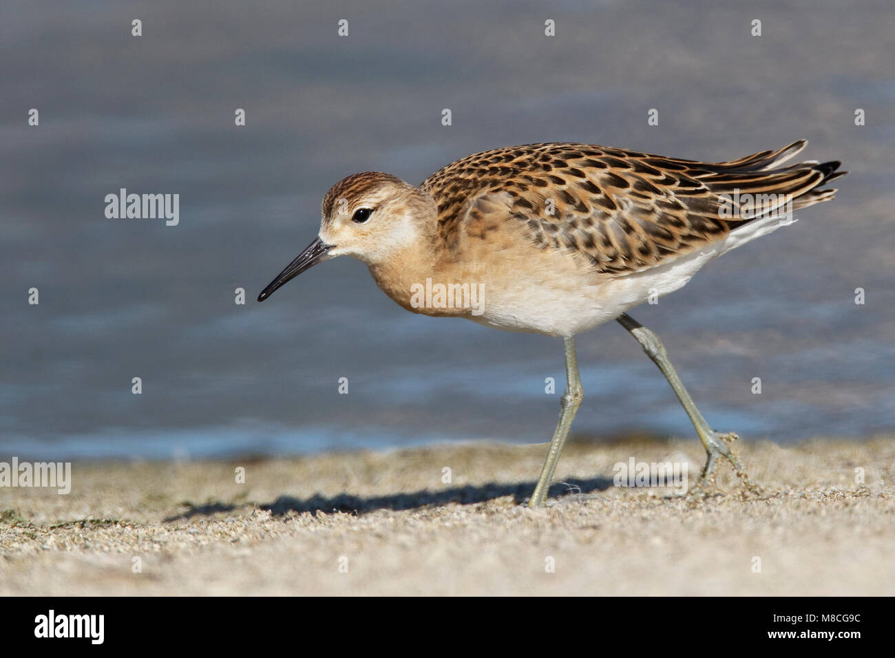 Juvenile ruff philomachus pugnax hi-res stock photography and images ...