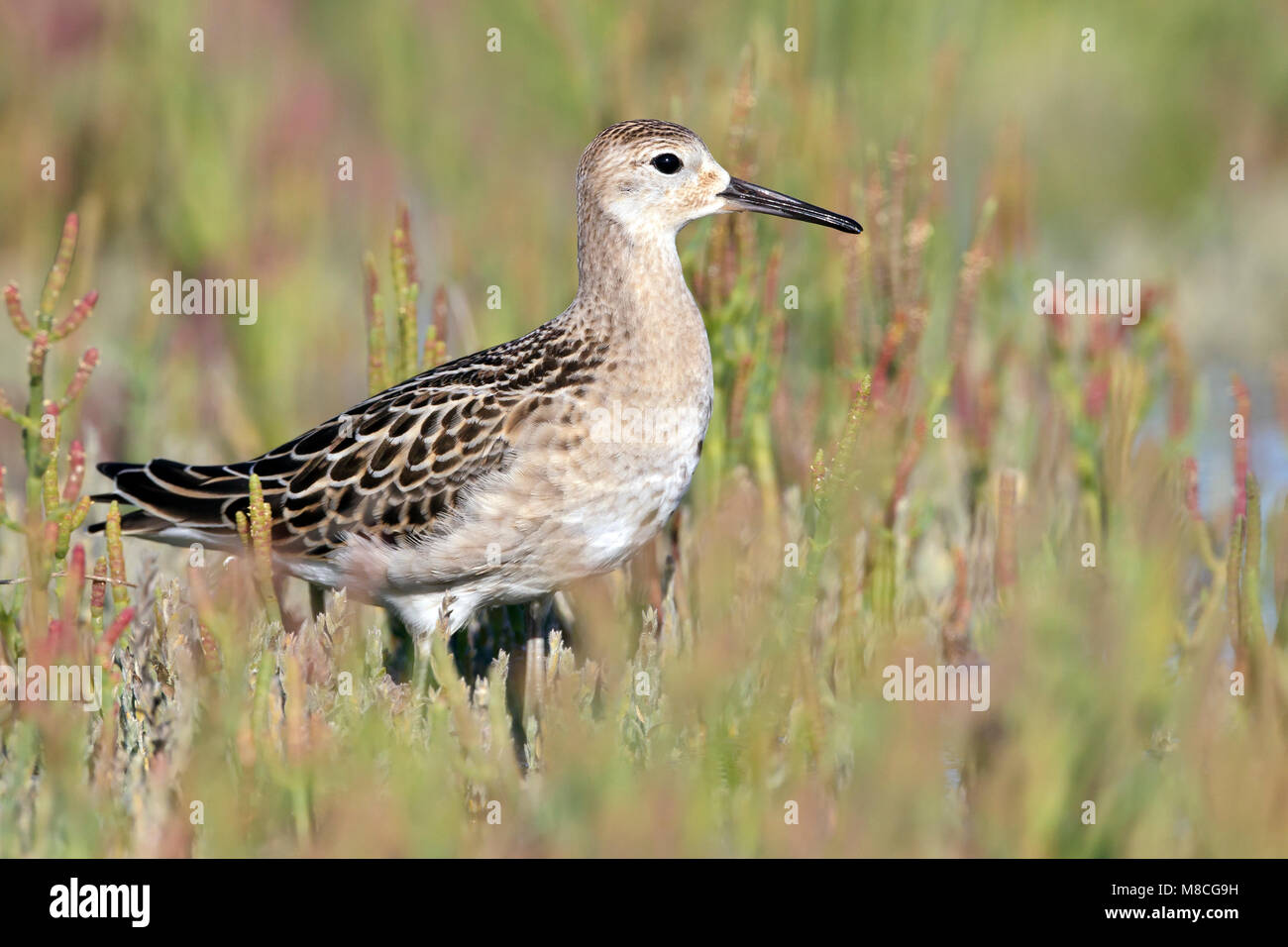 Juvenile ruff philomachus pugnax hi-res stock photography and images ...