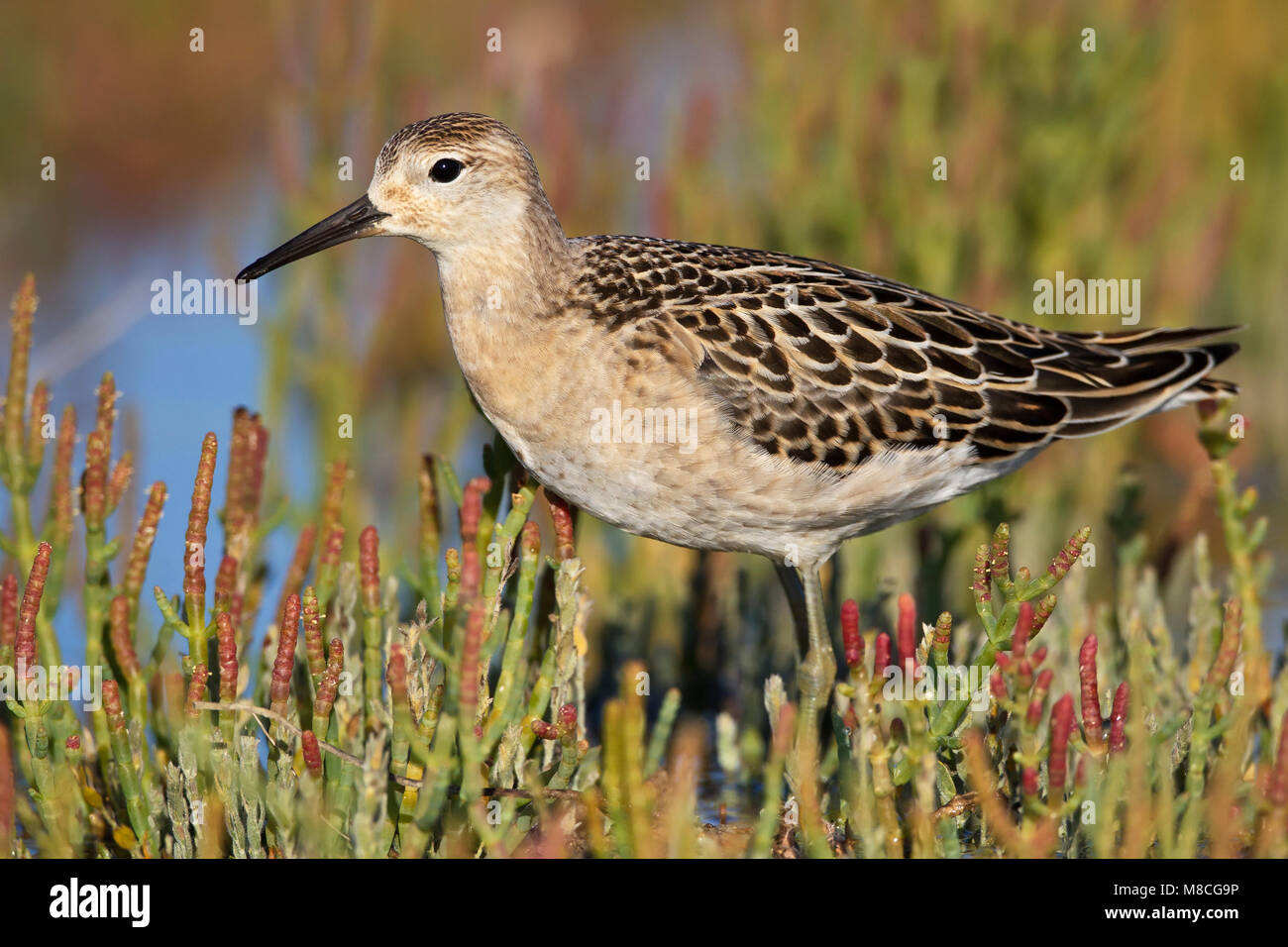 Juvenile ruff philomachus pugnax hi-res stock photography and images ...
