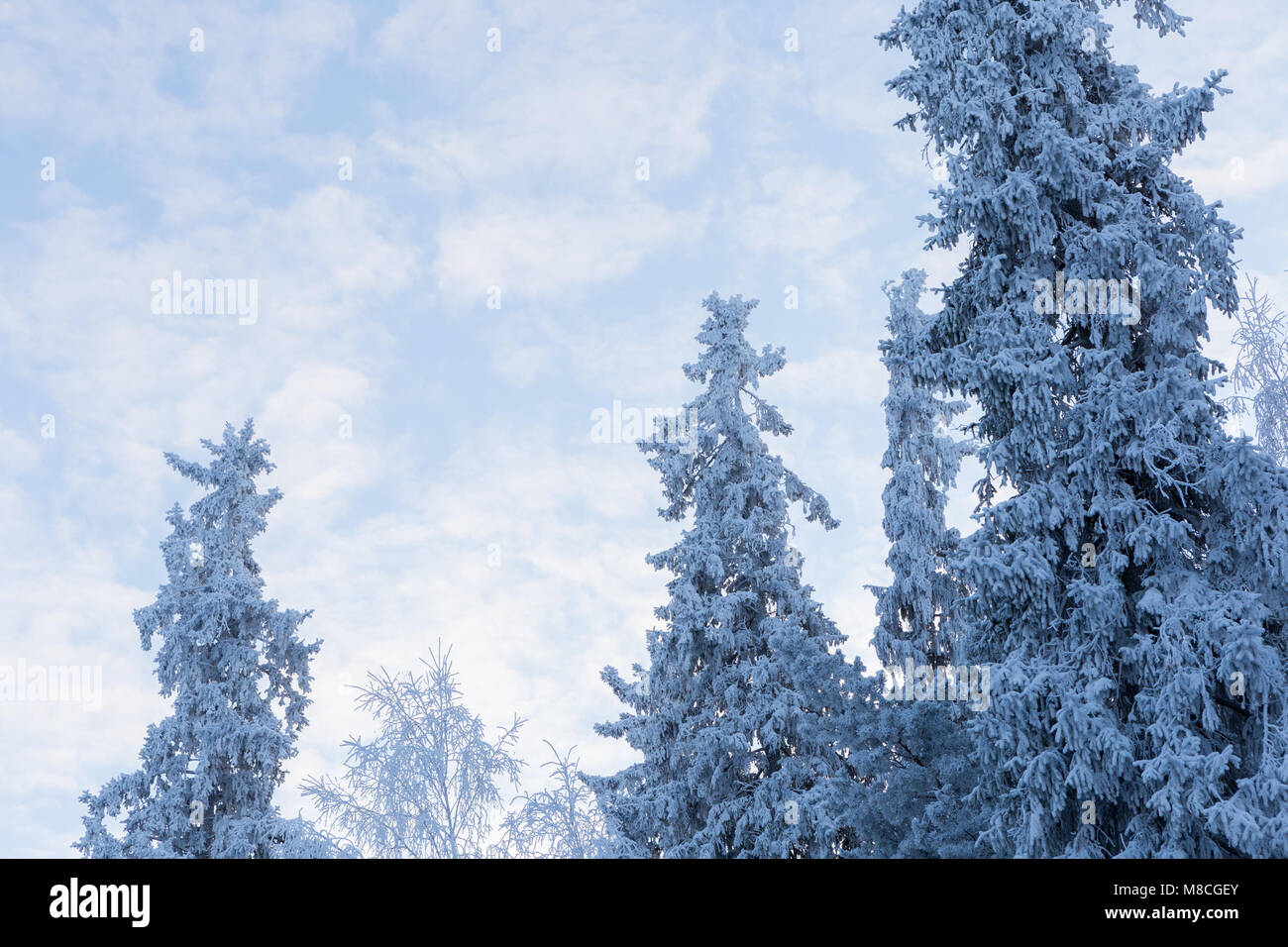 Frost covered treetops hi-res stock photography and images - Alamy