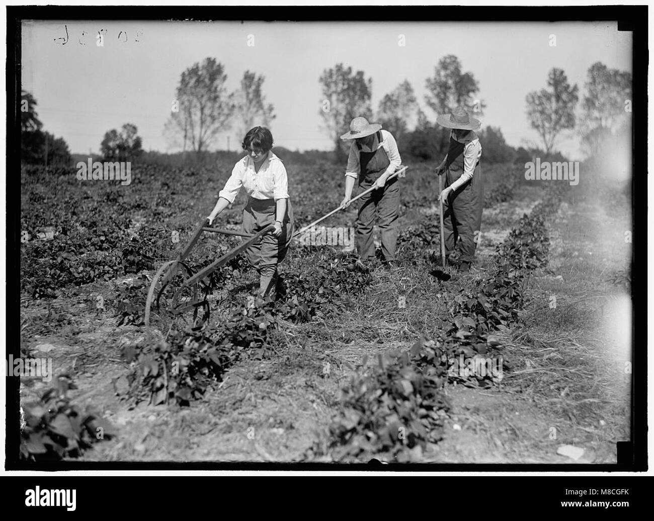 A photograph showing Girl Scouts, identified as Farmerettes, harvesting ...