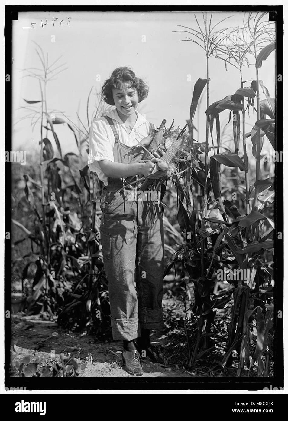 Girl Scouts, known as Farmerettes, working together to harvest crops as ...