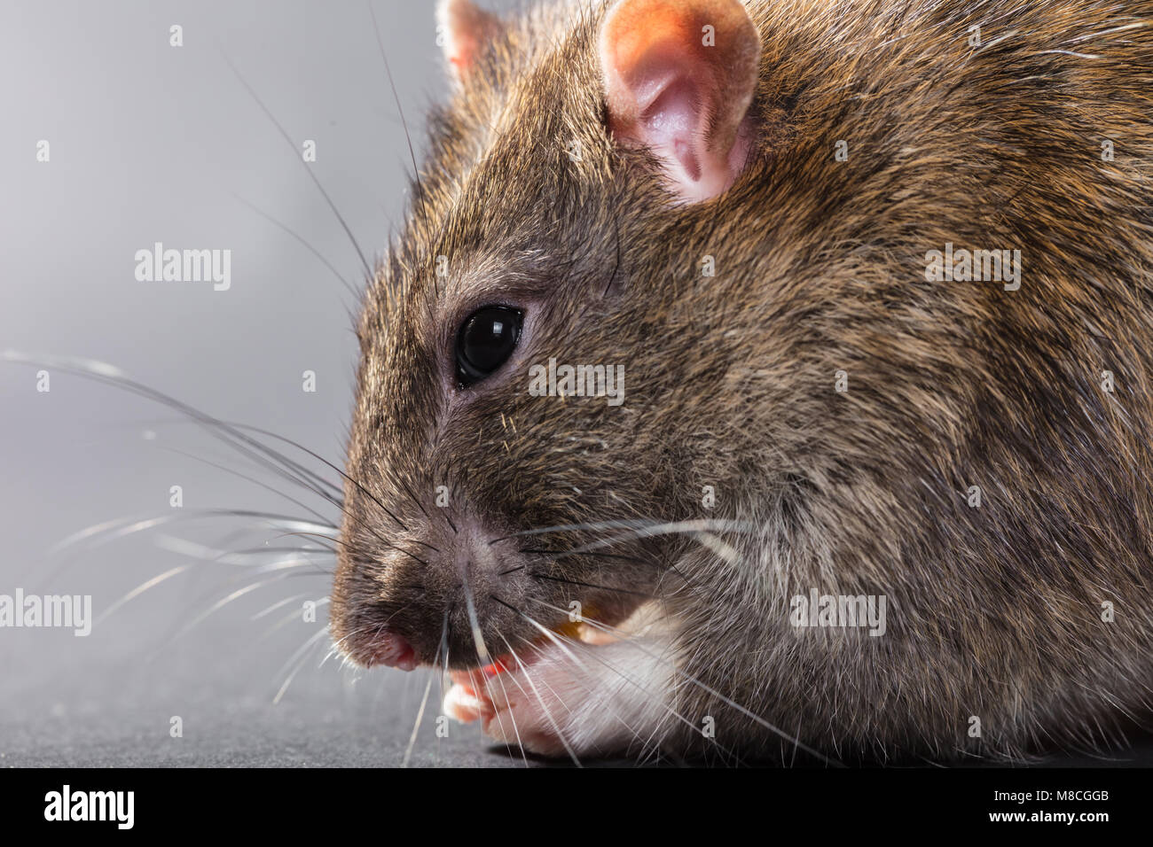 animal gray rat eating close-up on a black background Stock Photo - Alamy