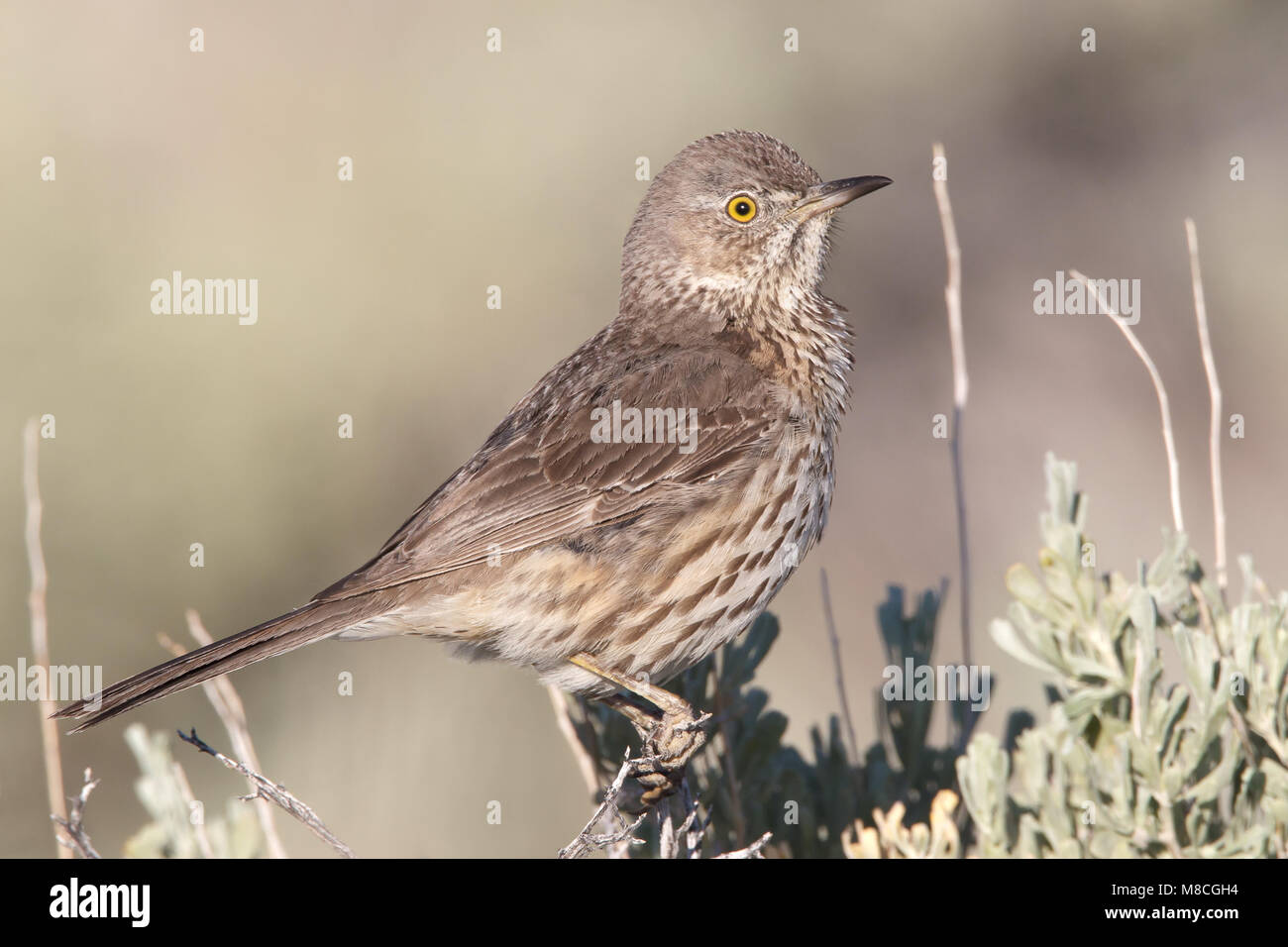 Adult Mono Co., CA June 2011 Stock Photo - Alamy