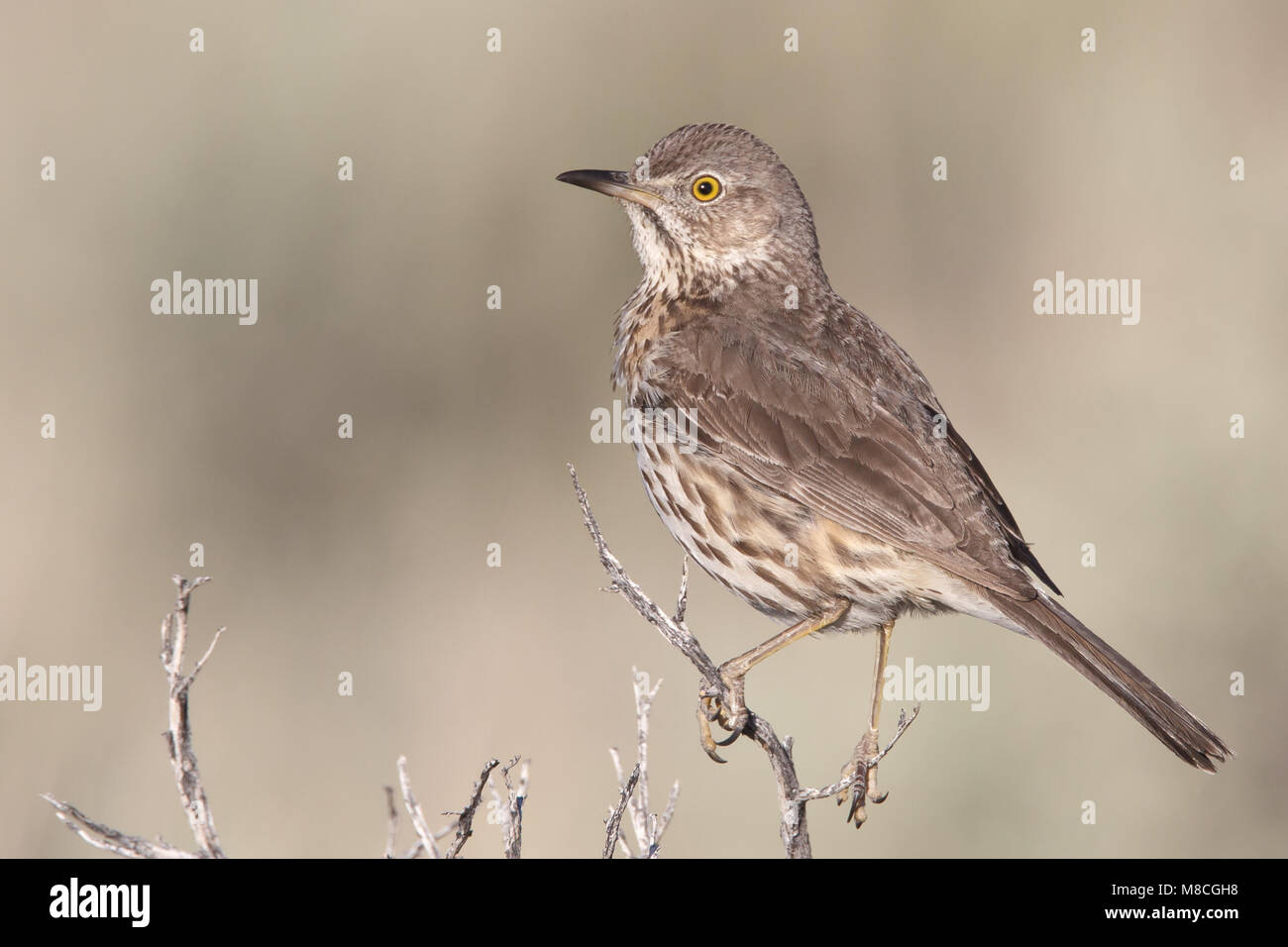 Adult Mono Co., CA June 2011 Stock Photo - Alamy