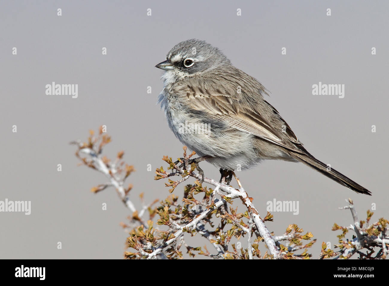 Adult Mono Co., CA March 2010 Stock Photo - Alamy
