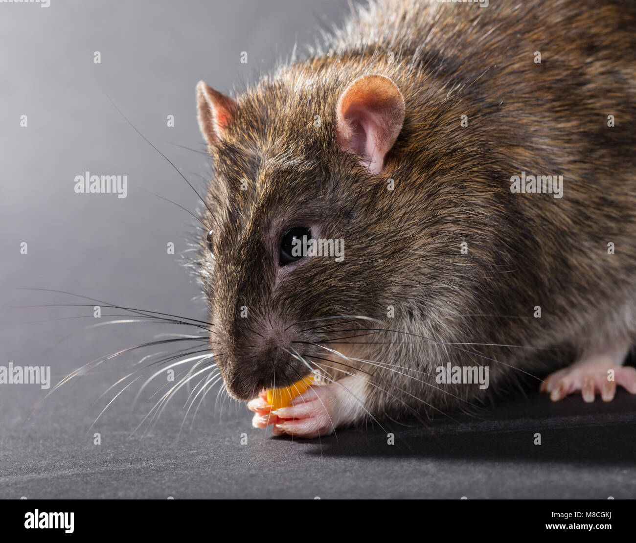 animal gray rat eating on a black background Stock Photo - Alamy