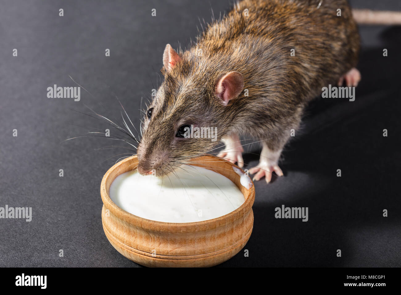 animal gray rat eating close-up on a black background Stock Photo - Alamy