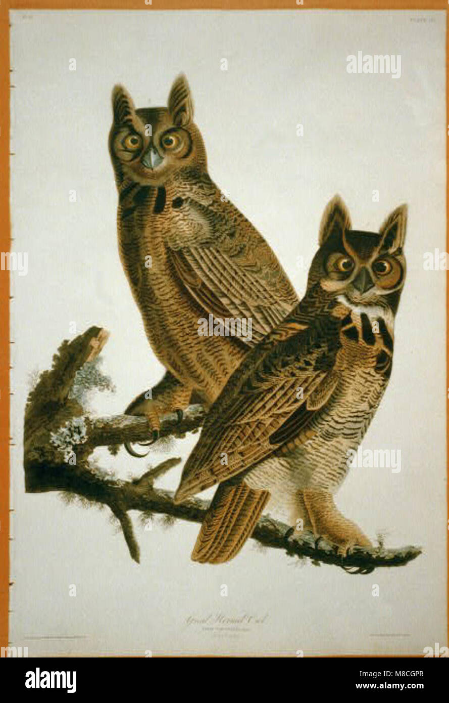 A detailed image of a Great Horned Owl, showcasing its distinctive ...