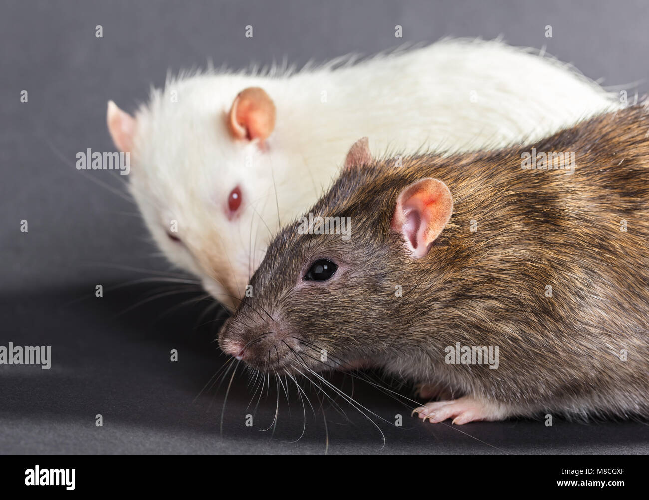 white and gray rats on a black background Stock Photo - Alamy
