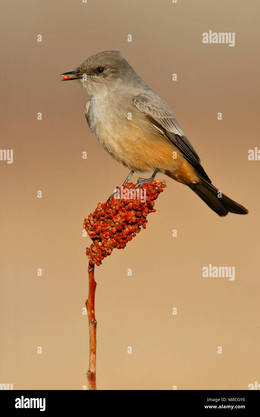 Adult Socorro Co., NM December 2008 Stock Photo - Alamy