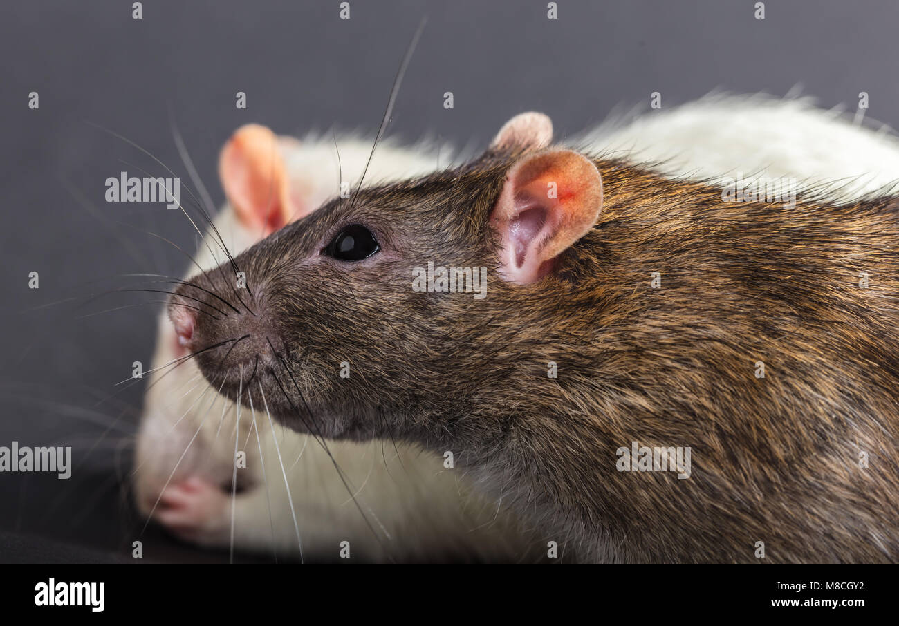 white and gray rats on a black background Stock Photo - Alamy