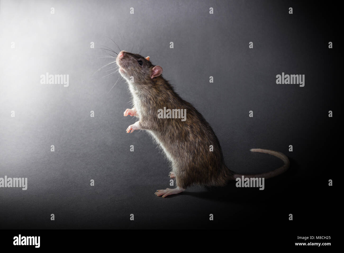 animal gray rat standing on a black background Stock Photo - Alamy