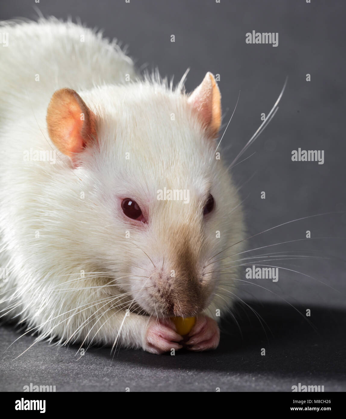 animal white rat eating on a black background Stock Photo - Alamy