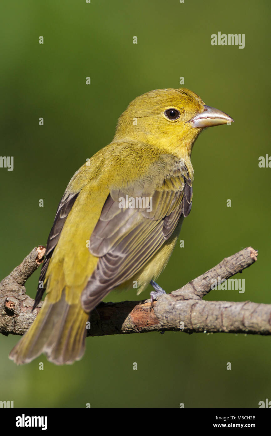 Female scarlet tanager hi-res stock photography and images - Alamy