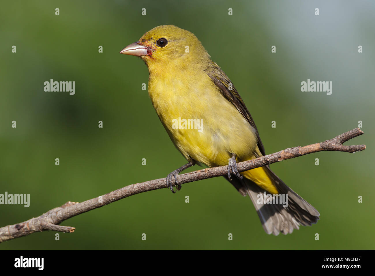 Female scarlet tanager hi-res stock photography and images - Alamy