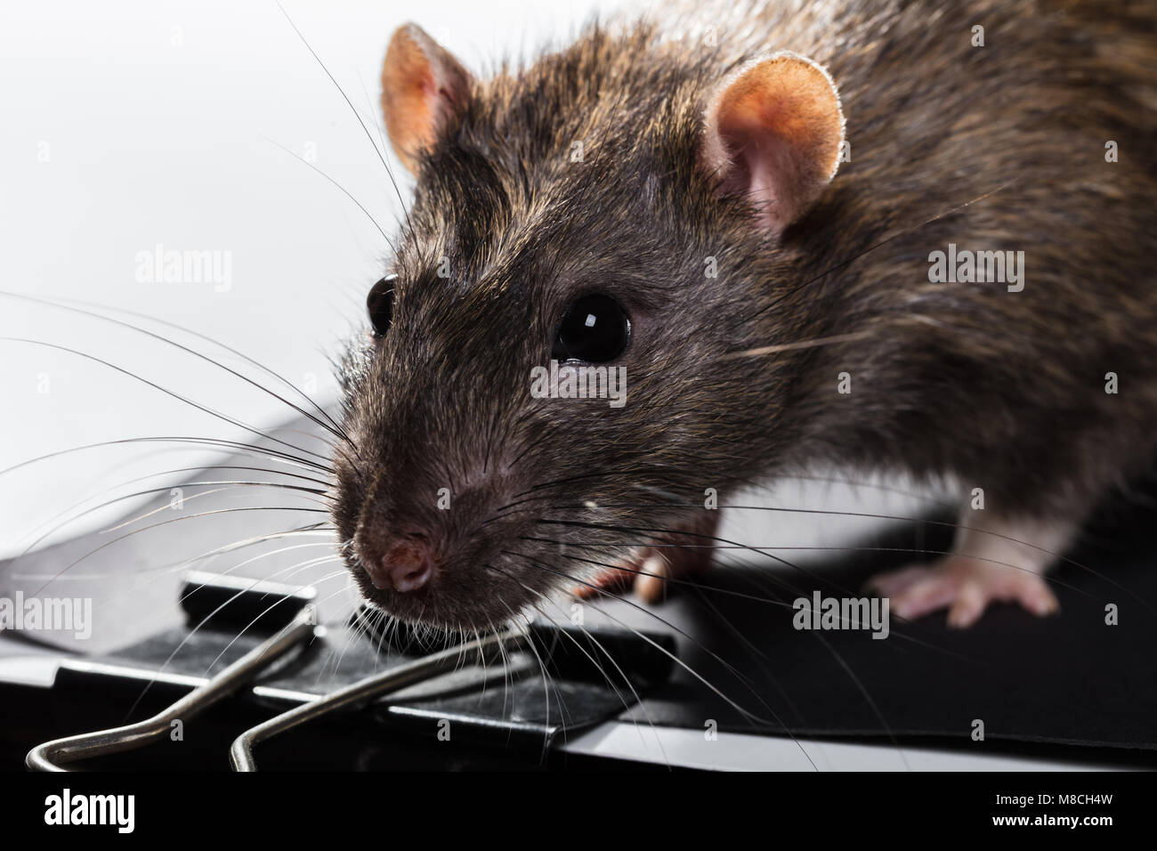 animal gray rat portrait close-up, sitting looking Stock Photo - Alamy