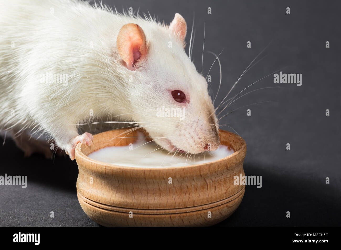 animal white rat eating on a black background Stock Photo - Alamy