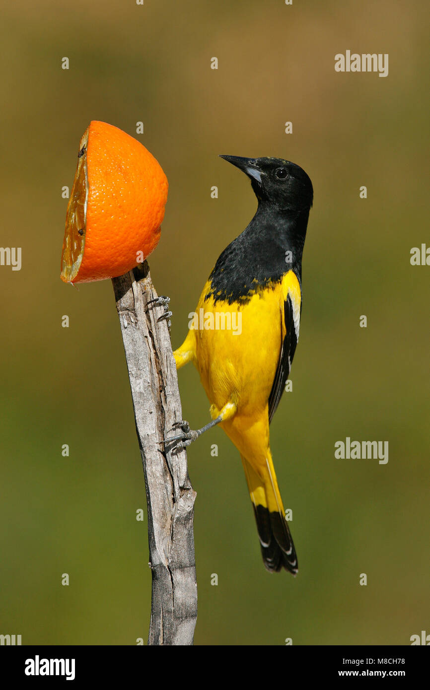Scotts oriole icterus parisorum male hi-res stock photography and ...