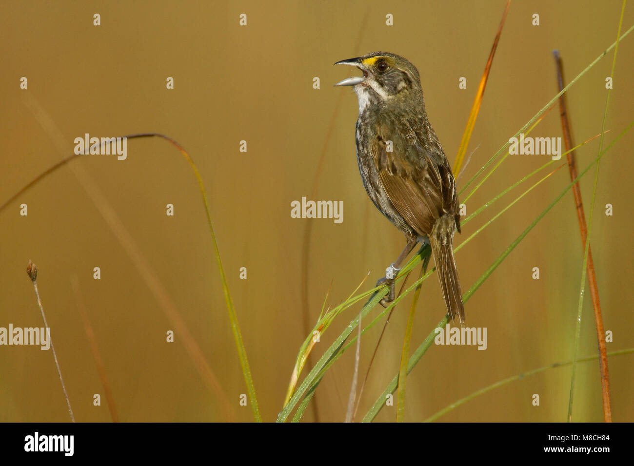 Miami 2007 hi-res stock photography and images - Alamy