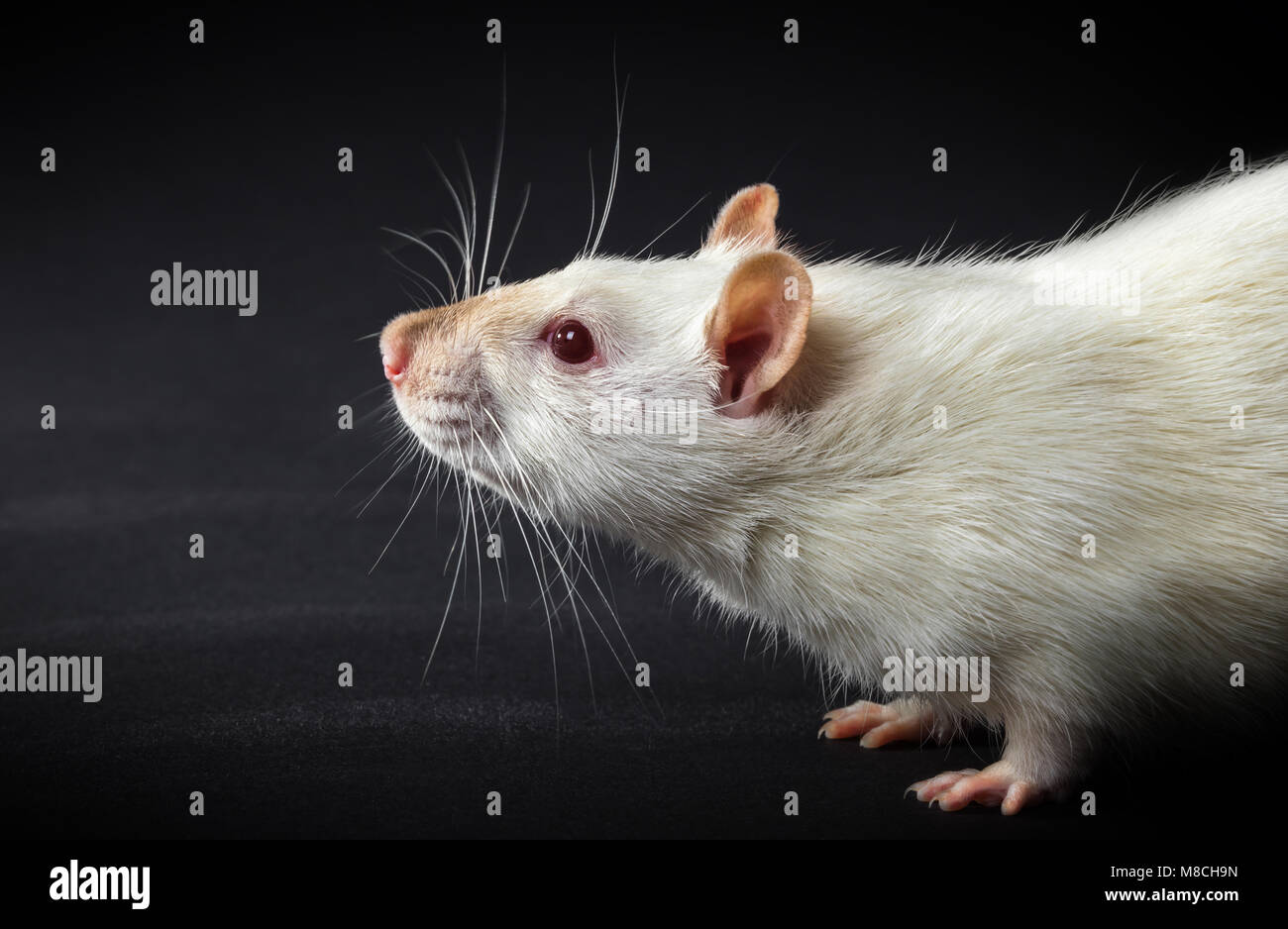 White lab rat on black hi-res stock photography and images - Alamy