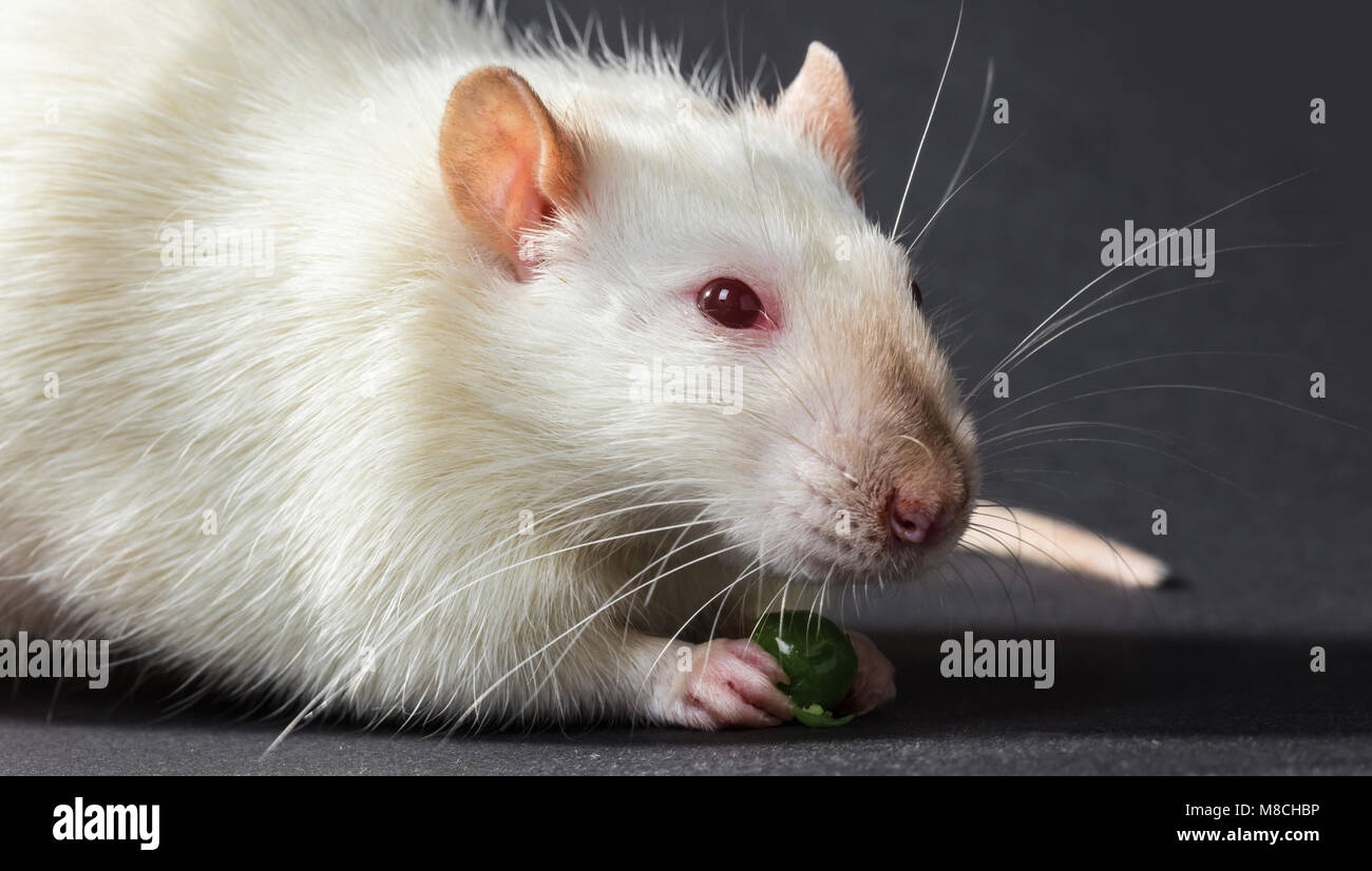 animal white rat eating on a black background Stock Photo - Alamy