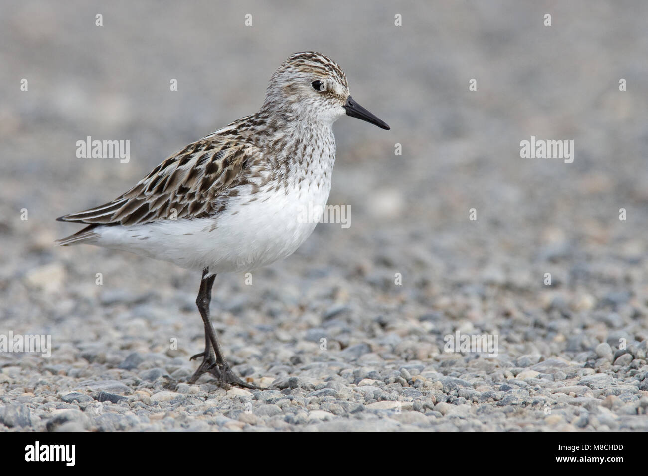 Grijze strandloper hi-res stock photography and images - Alamy