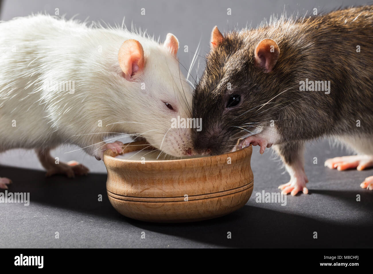 white and gray rats eat on a black background Stock Photo - Alamy