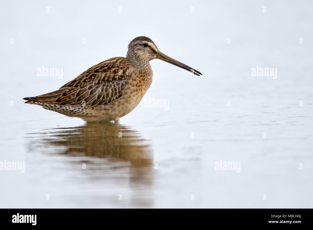 Short billed dowitcher hi-res stock photography and images - Alamy