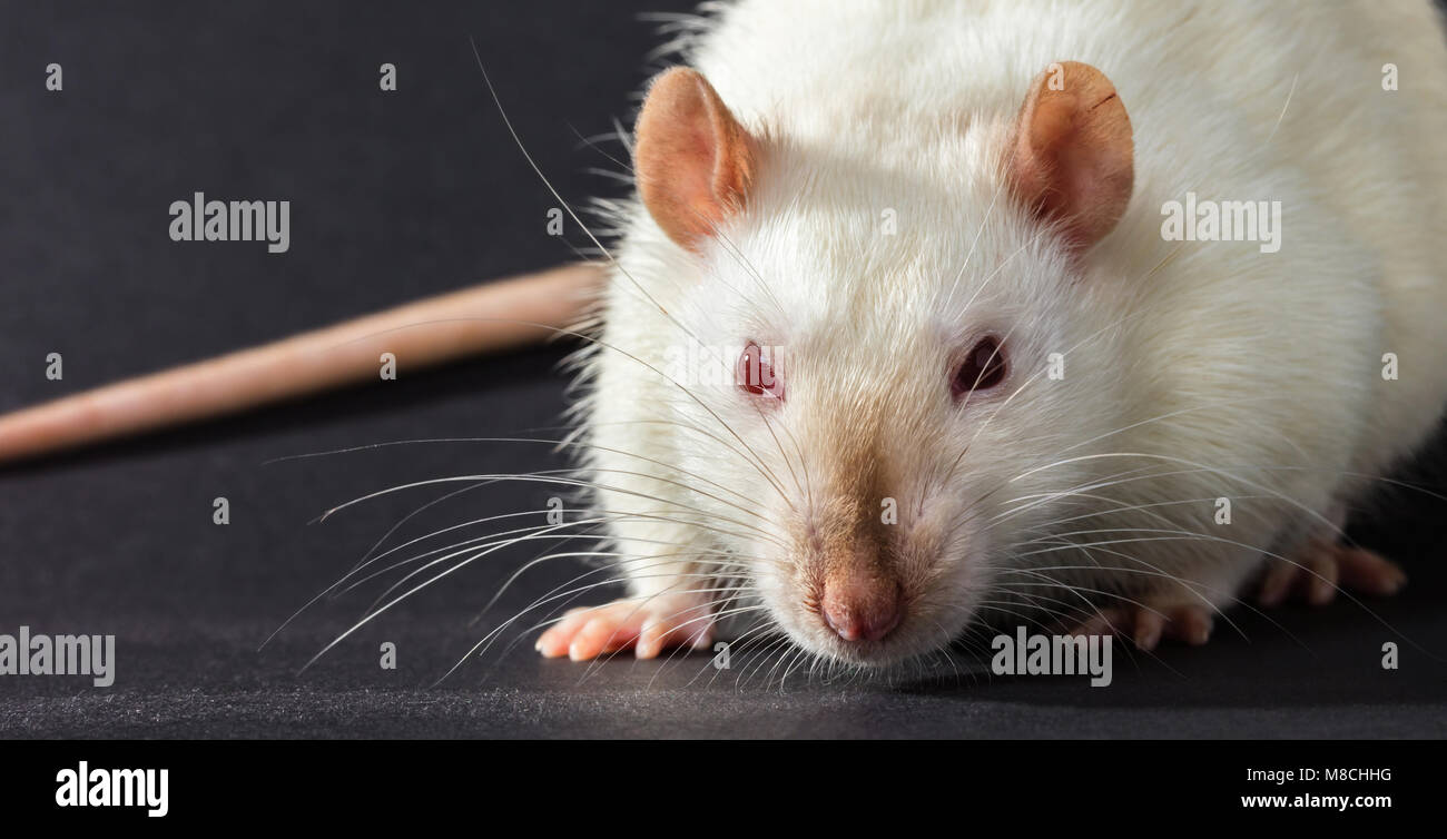 White test rat sitting hi-res stock photography and images - Alamy