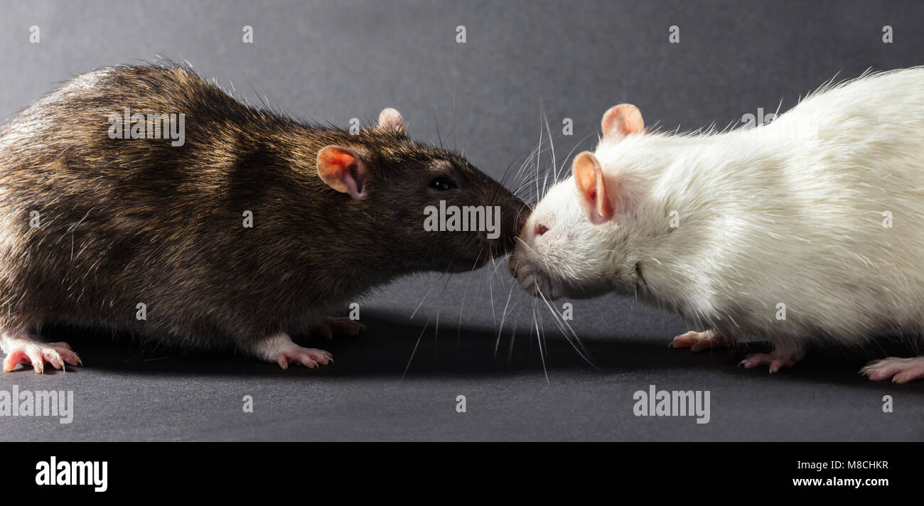 white and gray rats on a black background Stock Photo - Alamy