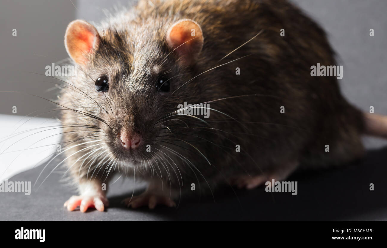 animal gray rat close-up on a black background Stock Photo - Alamy